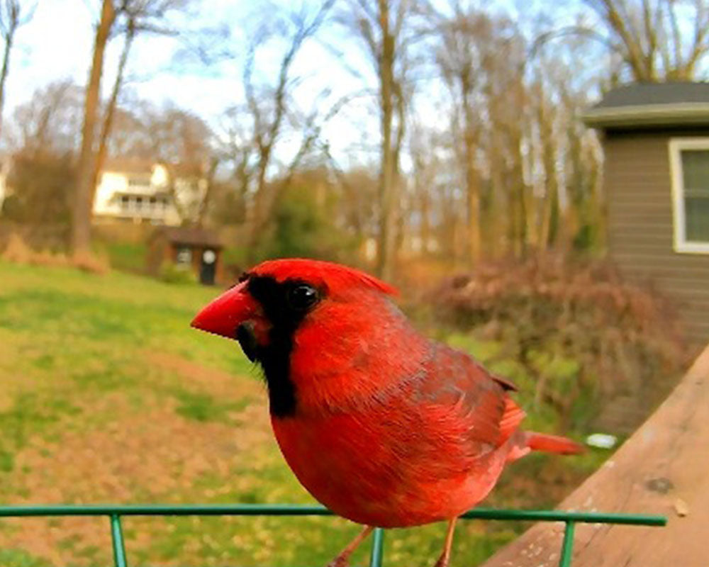 Birdwatching for All Ages: How Our Smart Bird Feeder Educates and Ente ...