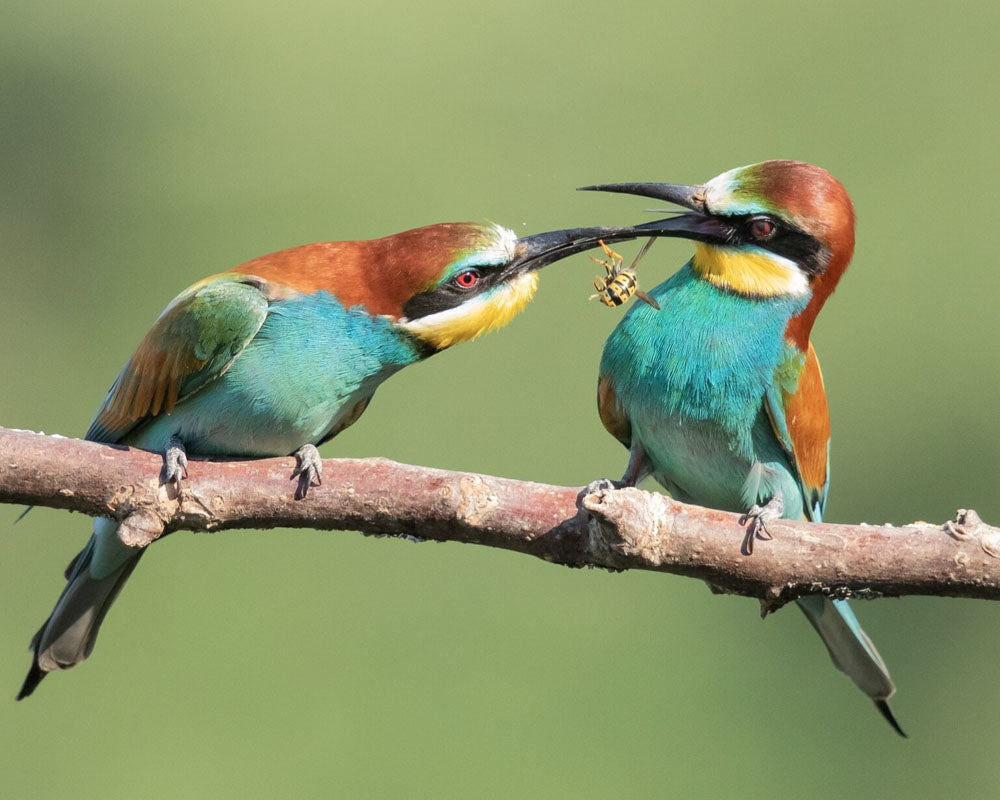 Revolutionizing Birdwatching: The Future of Wildlife Observation with ...